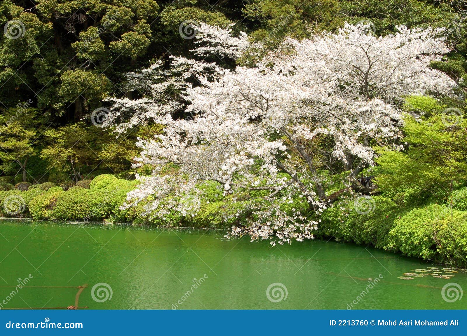Sakura stock photo. Image of flower, nature, seasonal - 2213760