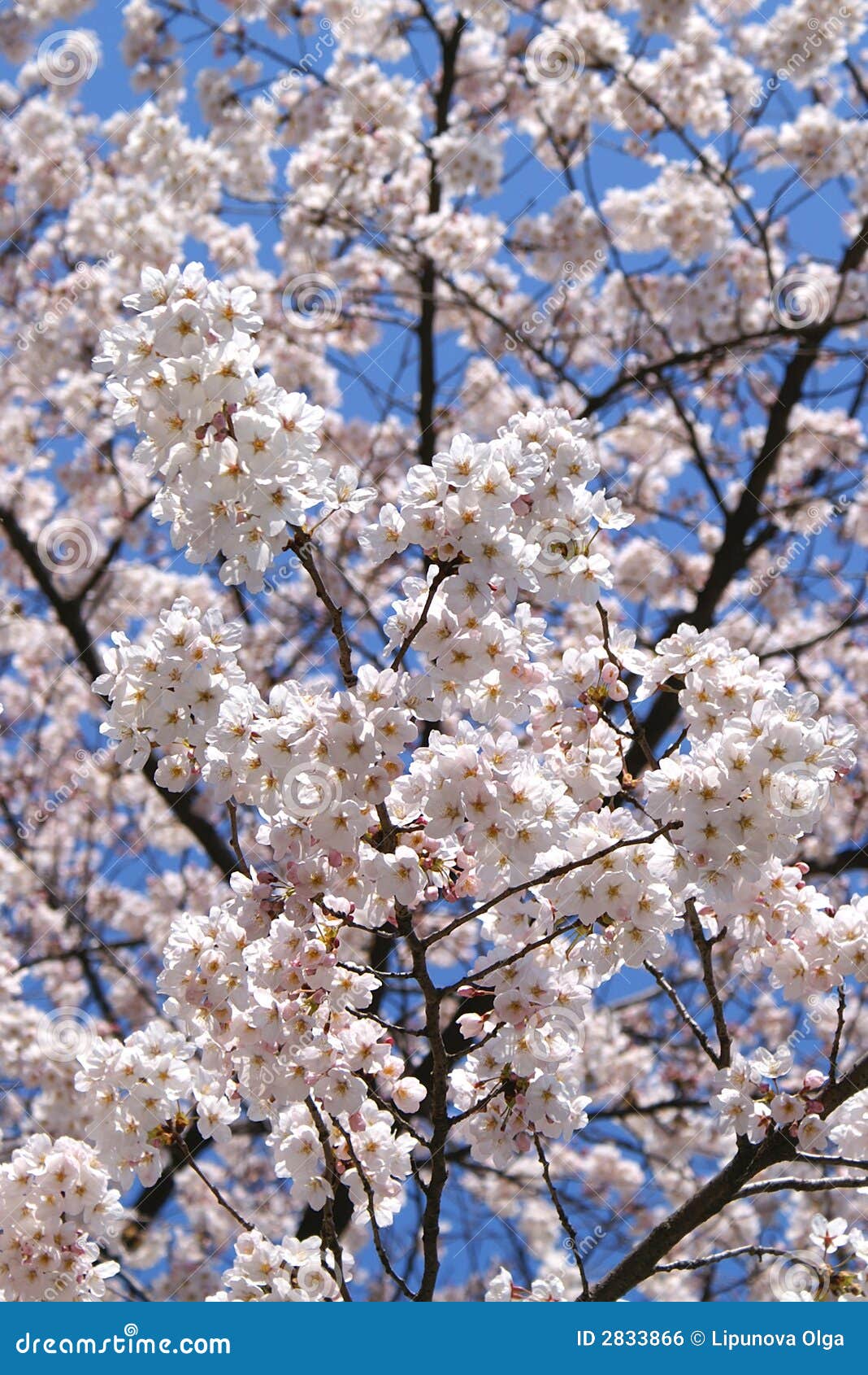 Sakura stock photo. Image of spring, nice, sakura, blossoming - 2833866