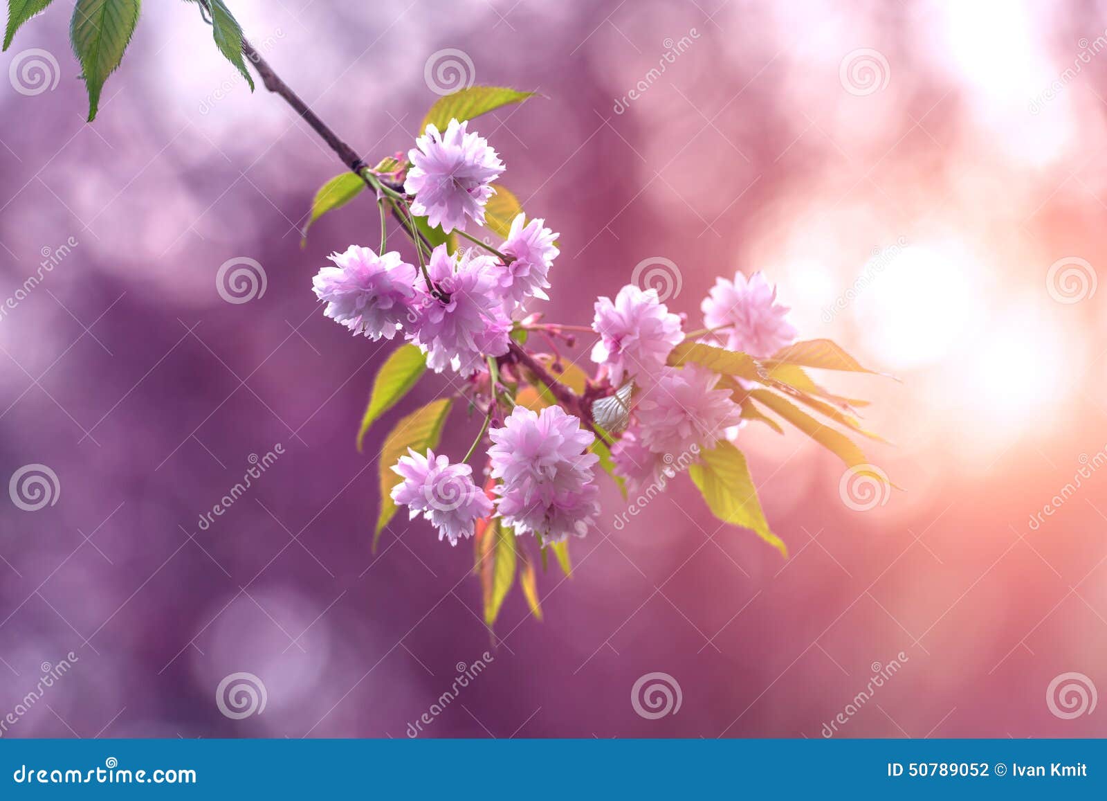 Sakura foto de stock. Imagem de planta, filial, pétala - 50789052
