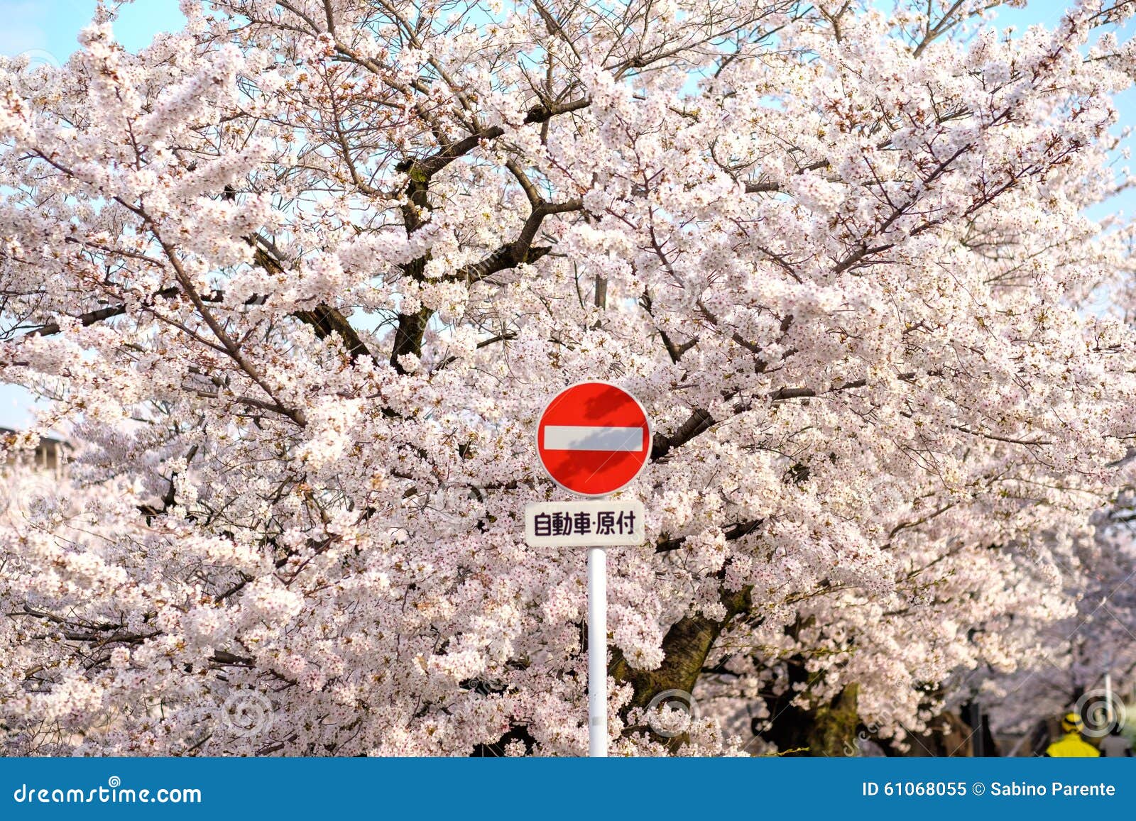Sakura imagem de stock. Imagem de delicado, fundo, suavidade - 61068055