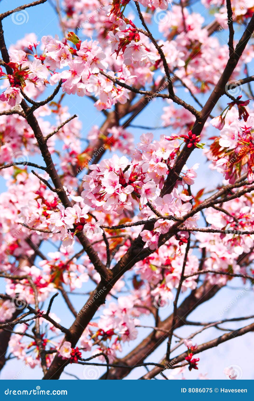 Sakura stock image. Image of plant, background, botany - 8086075