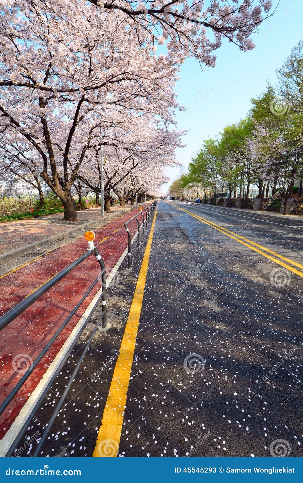 Sakura along the road stock image. Image of white, sakura - 45545293