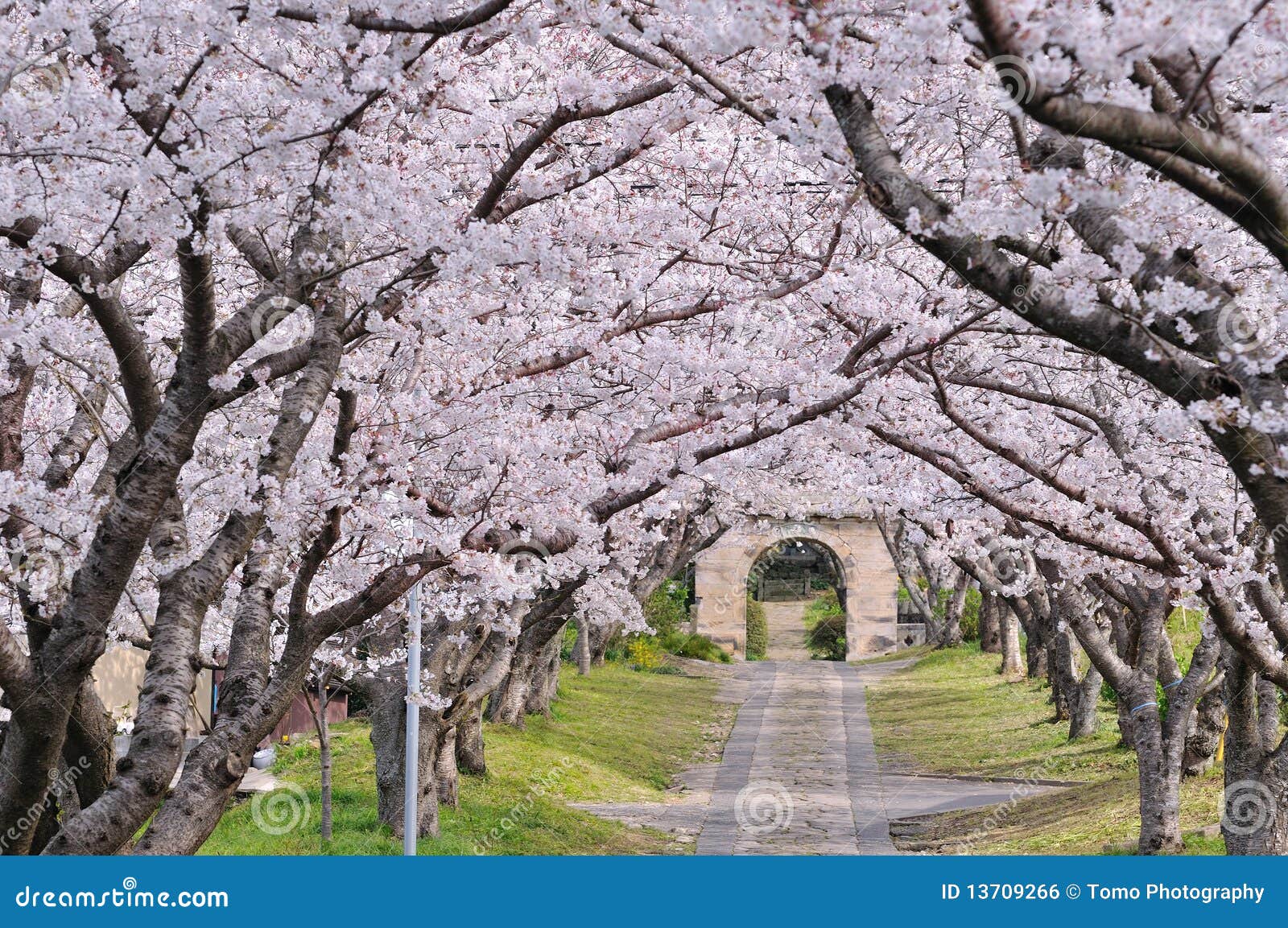 Sakura arch stock photo. Image of japan, spring, slope - 13709266