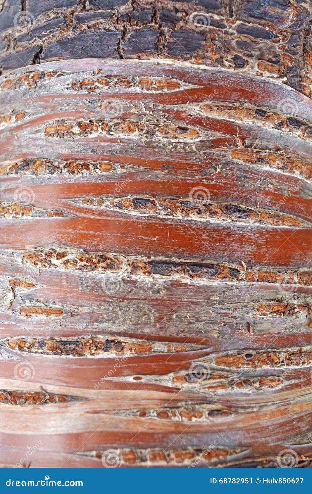Sakura bark texture stock image. Image of flower, blossom - 68782951