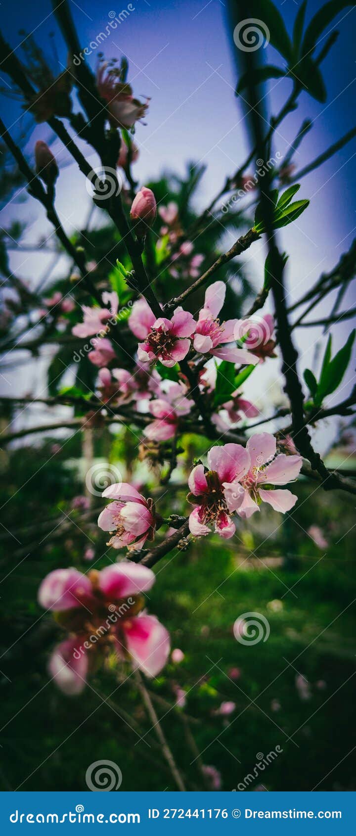 Sakura so beautiful stock photo. Image of sakura, spring - 272441176