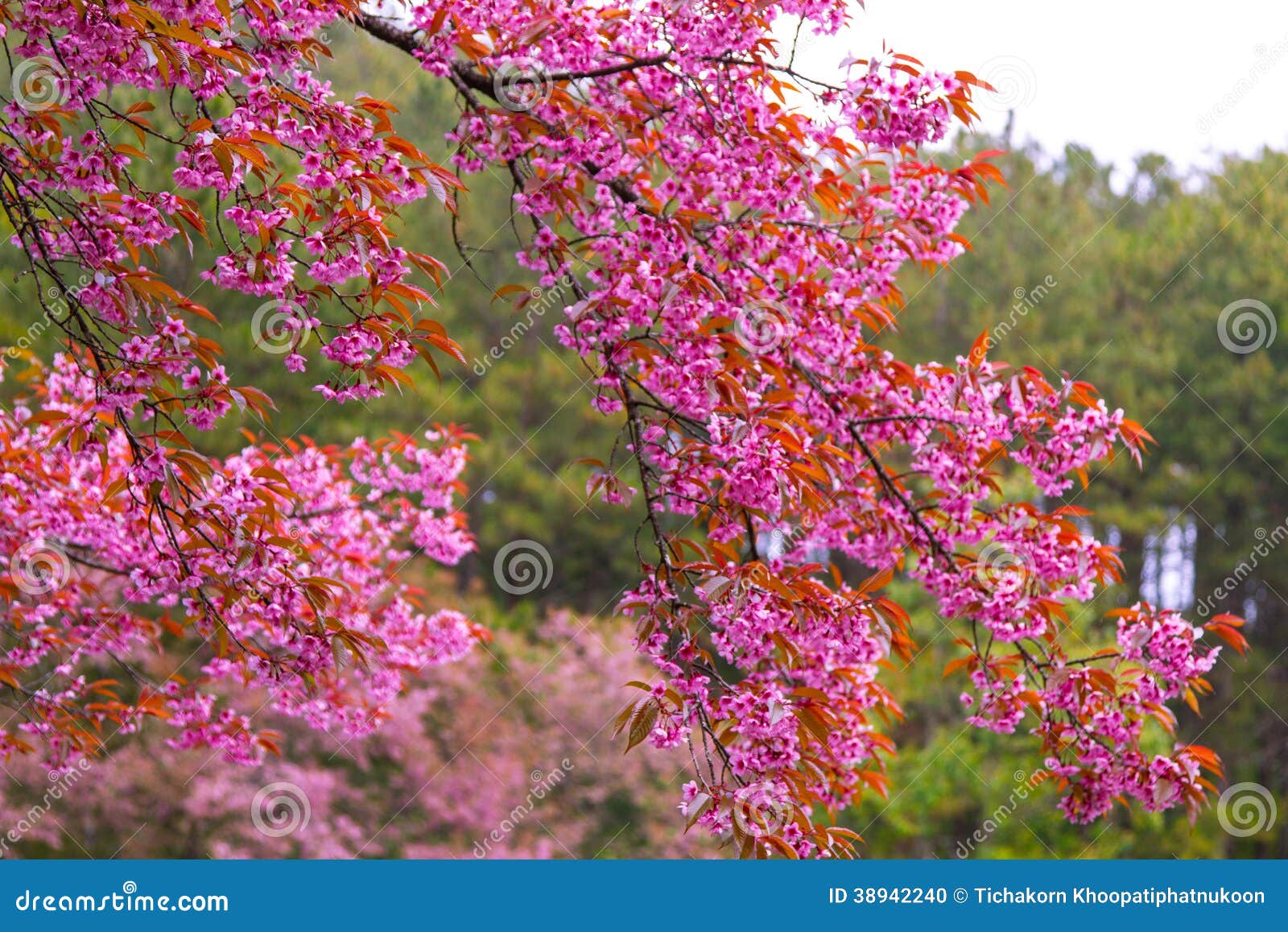Sakura beautiful pink stock photo. Image of gardening - 38942240