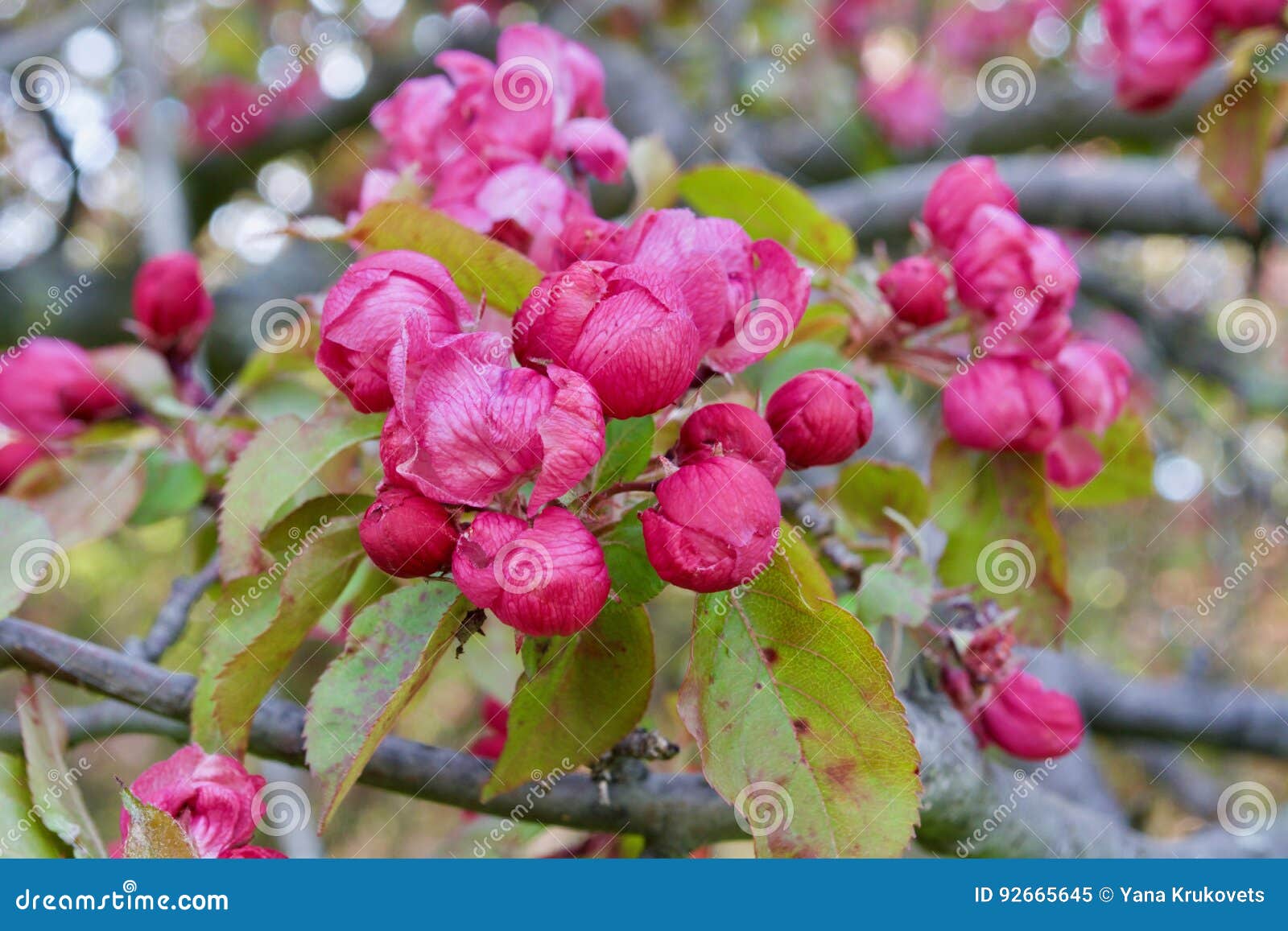 Sakura stock image. Image of petal, branch, flowers, park - 92665645