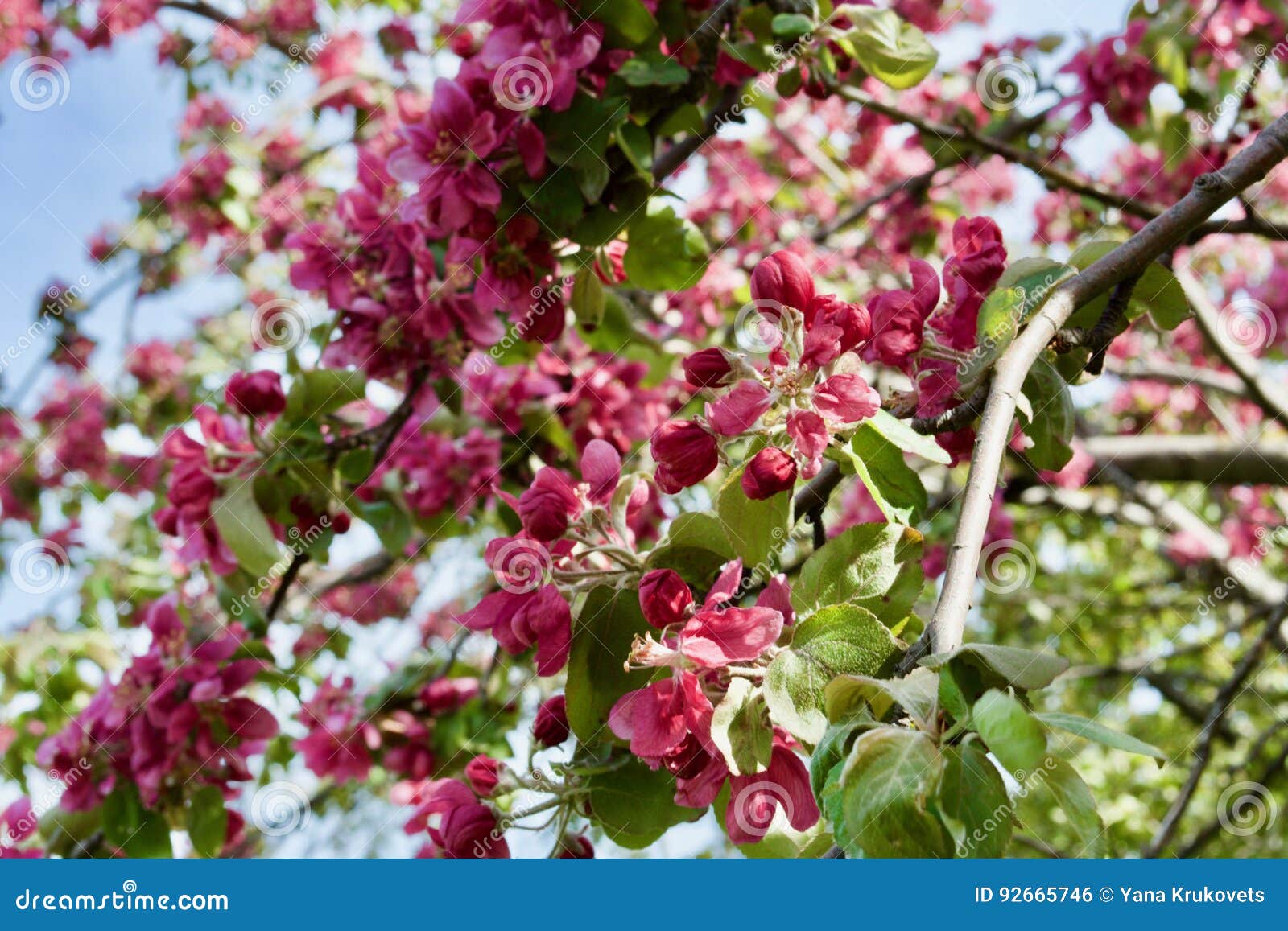 Sakura stock photo. Image of twig, sakura, green, prunus - 92665746