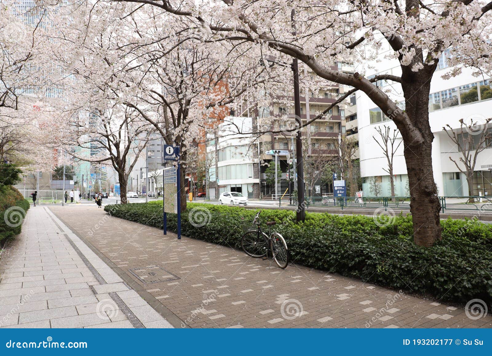 Sakura and Bicycle Background, Spring in Japan, Sakura Flower in Japan ...