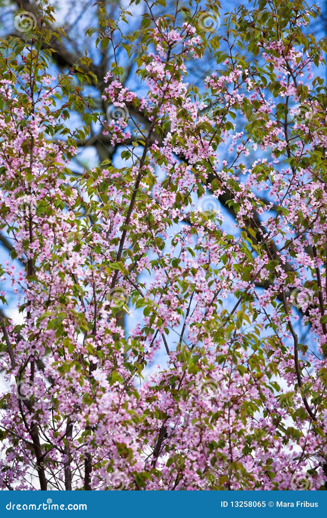 Sakura in bloom stock image. Image of japan, nature, east - 13258065