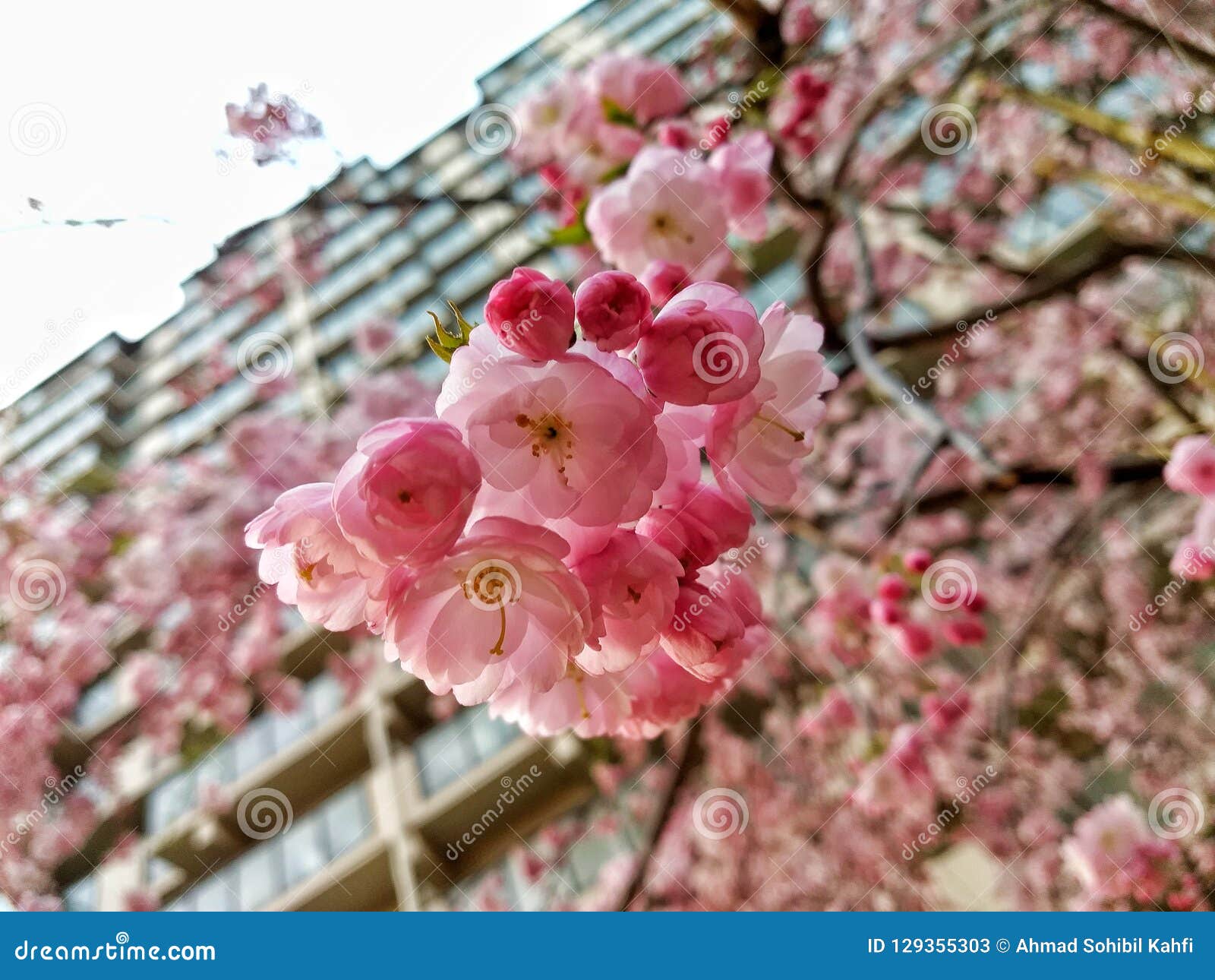 Sakura bloom stock image. Image of sakura, apartment - 129355303