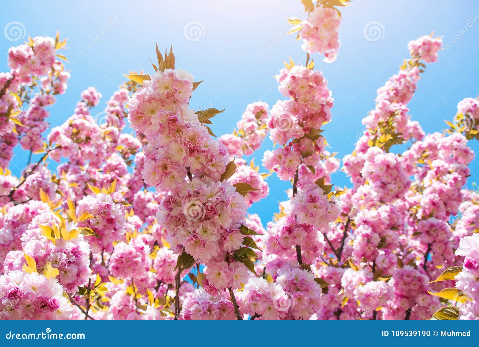Sakura Blooming Tree in Springtime. Stock Photo - Image of blooming ...