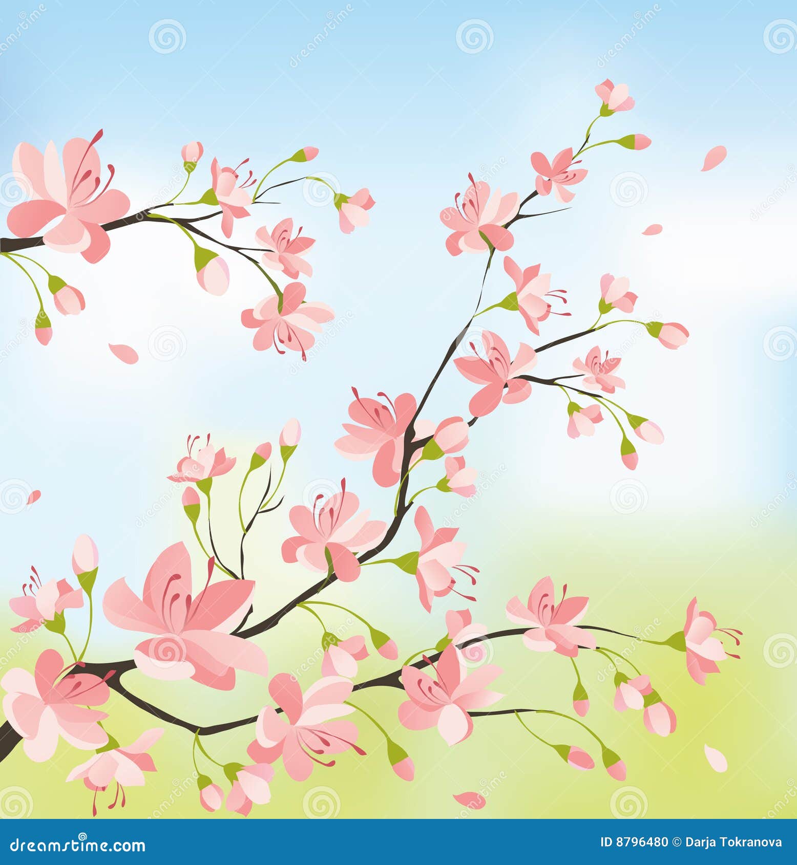 Sakura blossom stock vector. Illustration of tree, backdrop - 8796480
