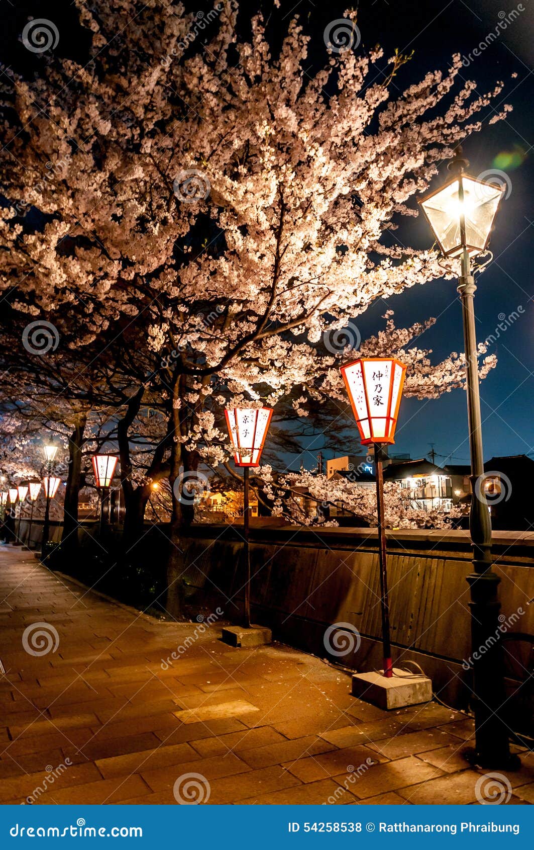 Sakura Blossom Along the Pathway at Night Stock Photo - Image of street ...