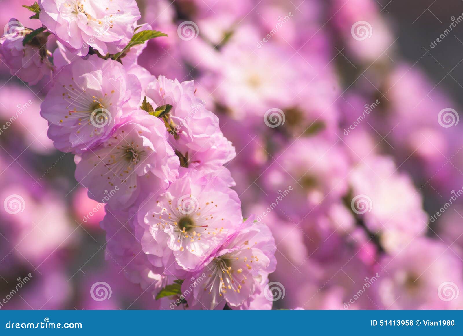 Sakura Blossom Background_2 Stock Photo - Image of natural, blue: 51413958