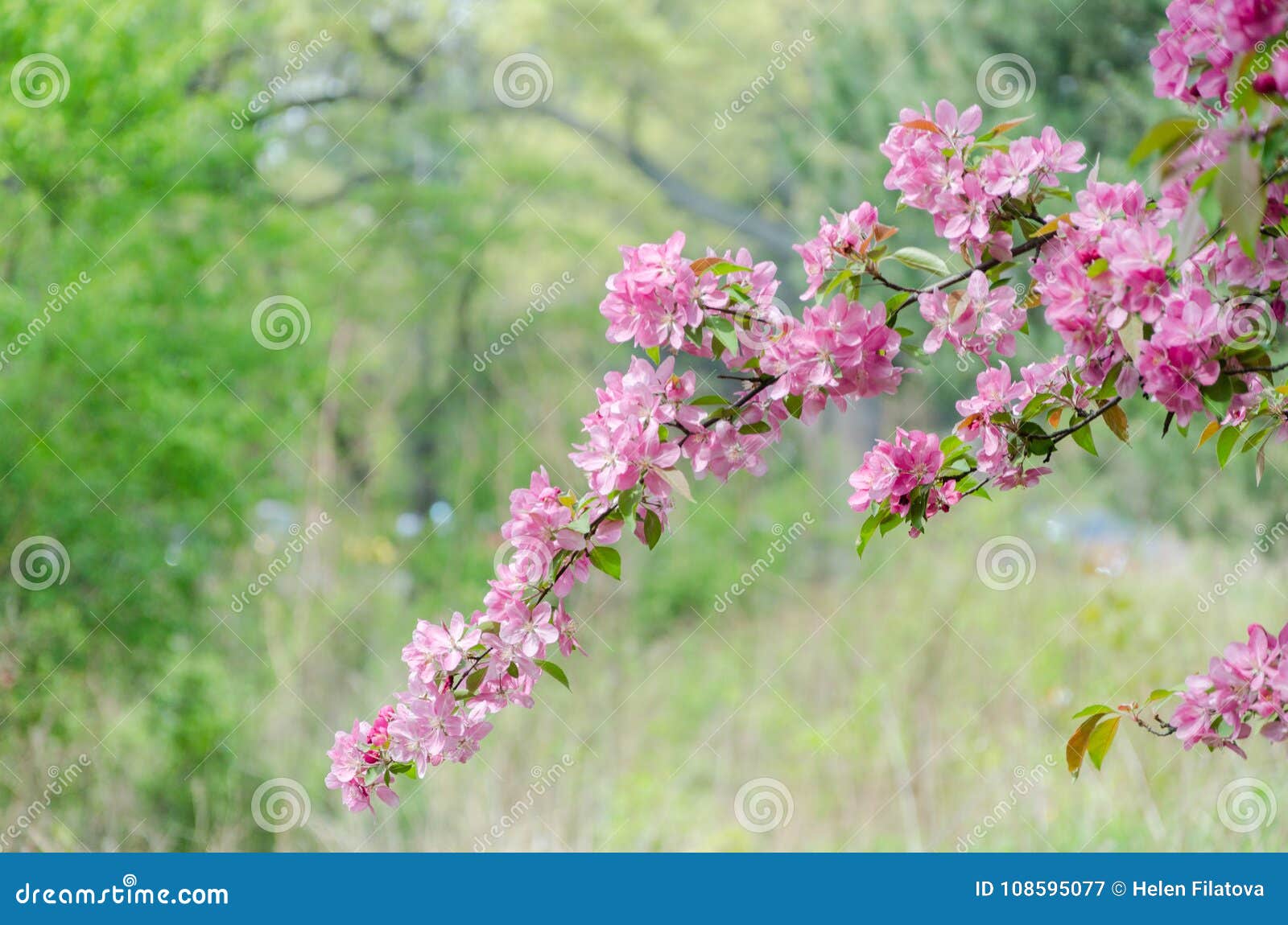 Sakura Blossom in High Park Toronto Stock Image - Image of pink, canada ...