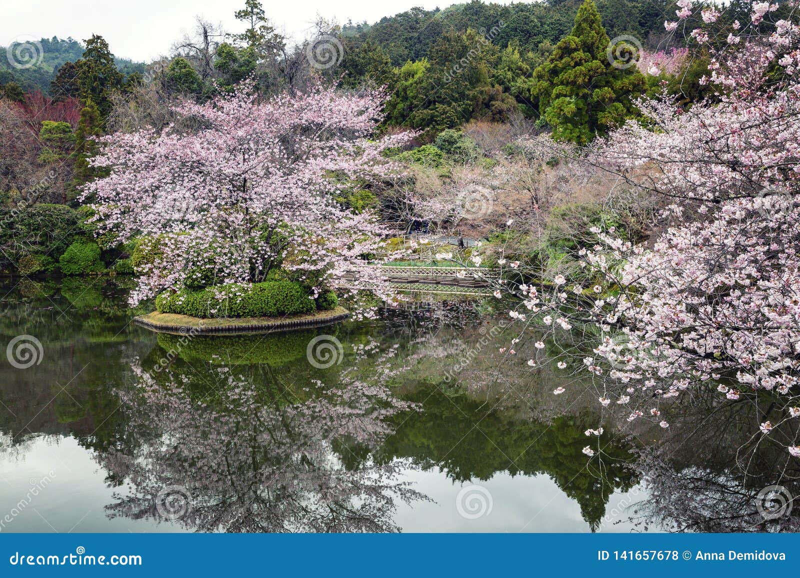 Sakura Blossom in the Park with a Pond Stock Photo - Image of hanami ...