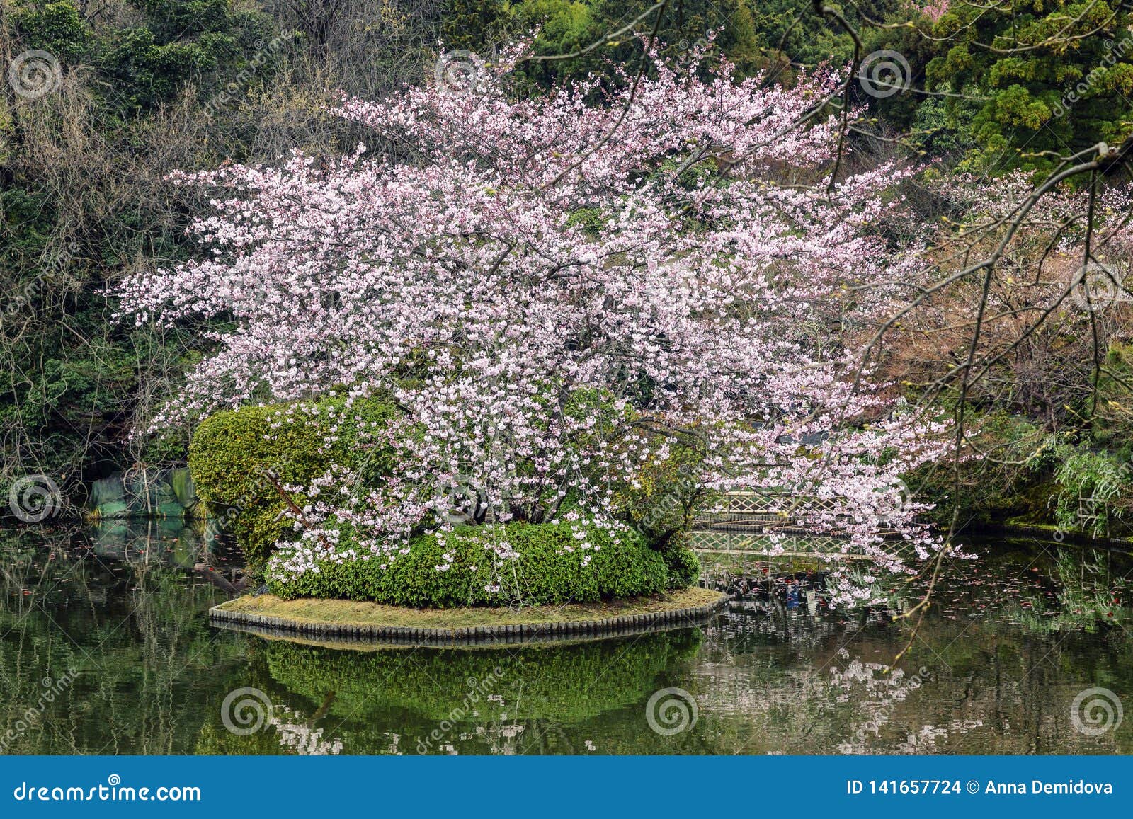 Sakura Blossom in the Park with a Pond Stock Photo - Image of lake ...