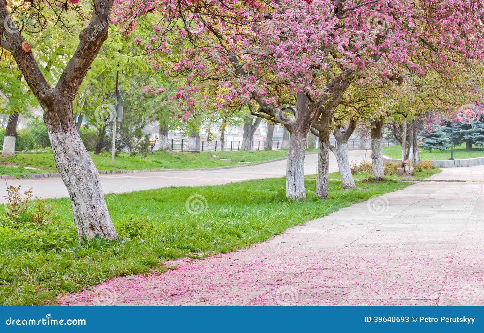 Sakura blossom stock image. Image of fresh, cherry, nature - 39640693