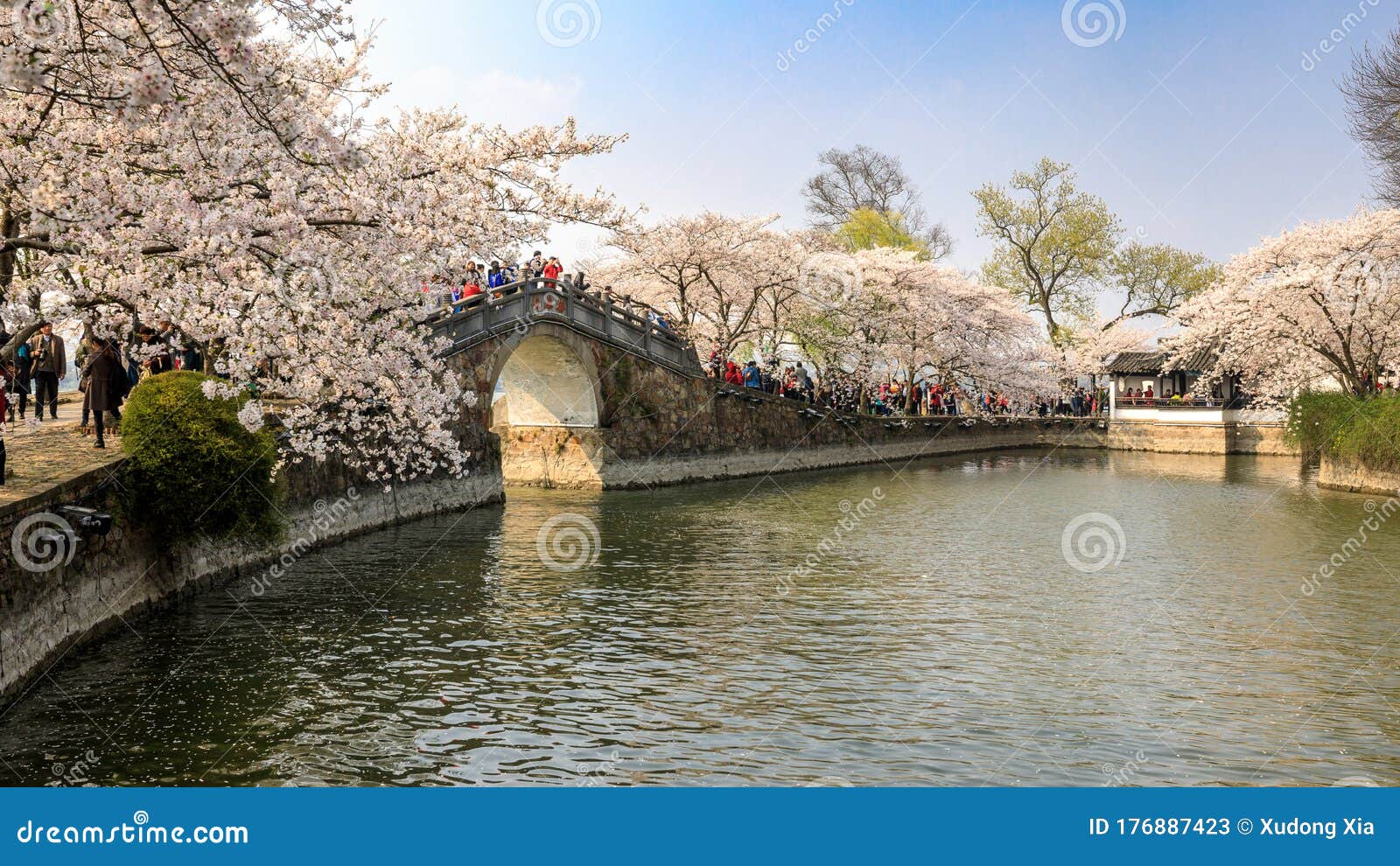 Sakura and bridge stock image. Image of changchun, dusk - 176887423