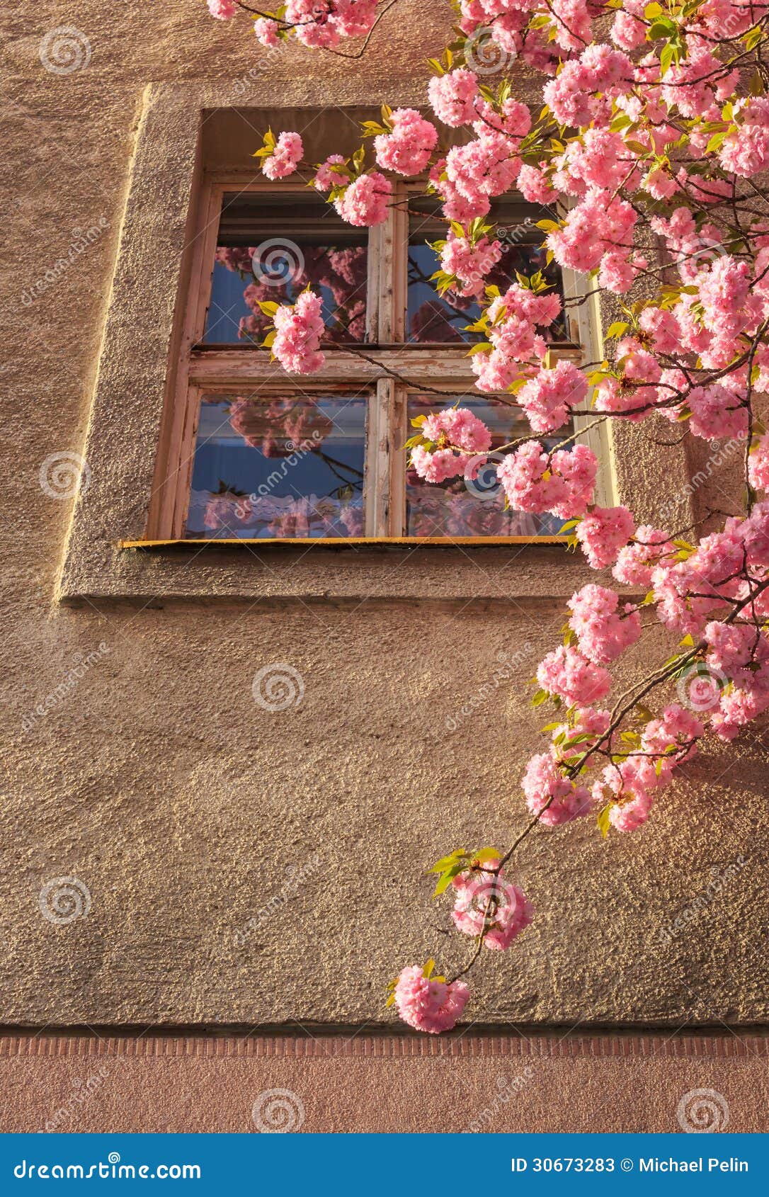 Sakura Blossom on a Sunny Spring Morning in Window Stock Image - Image ...