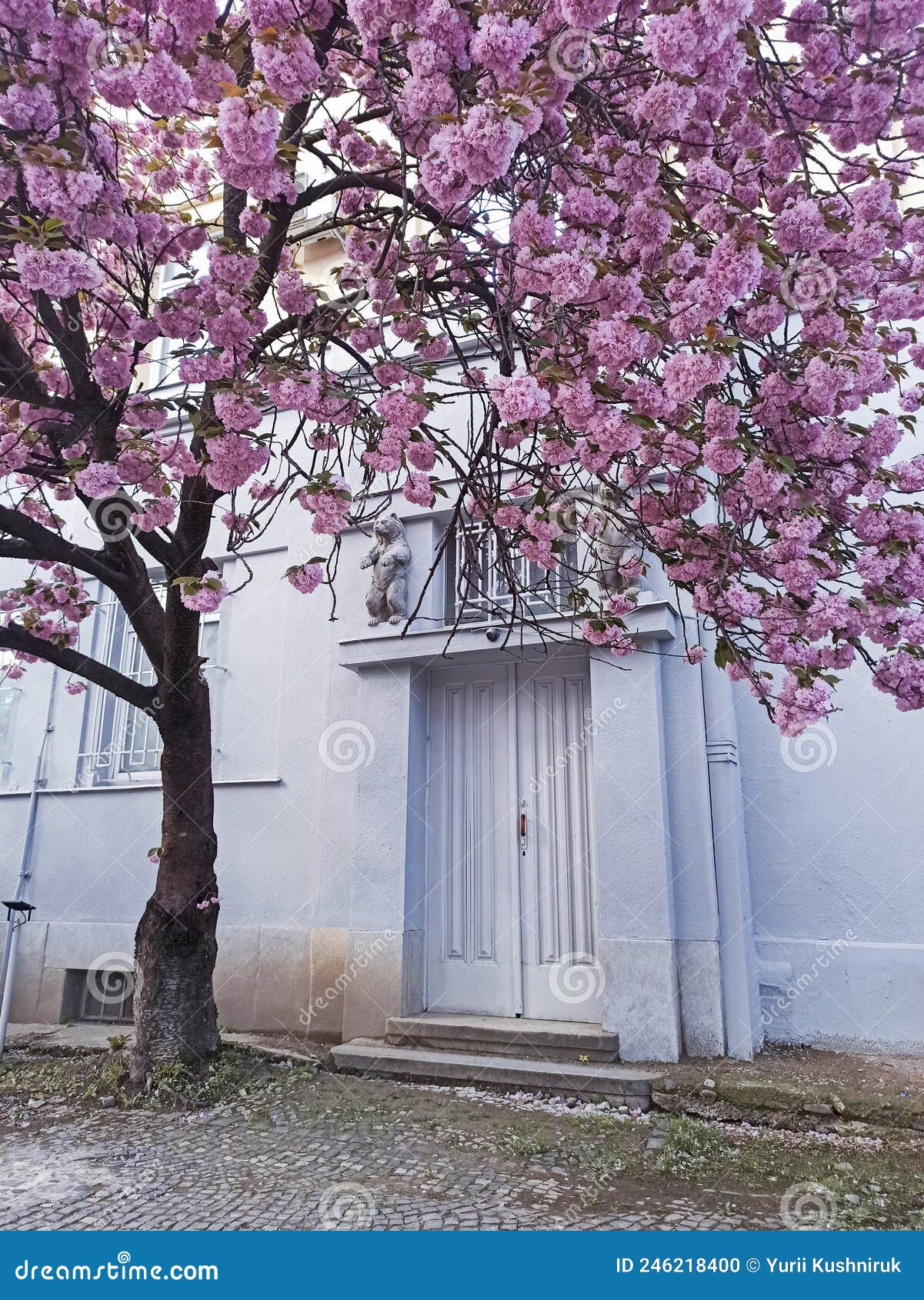 Sakura Blossom Trees Near Beautiful Architecture Building Stock Photo ...