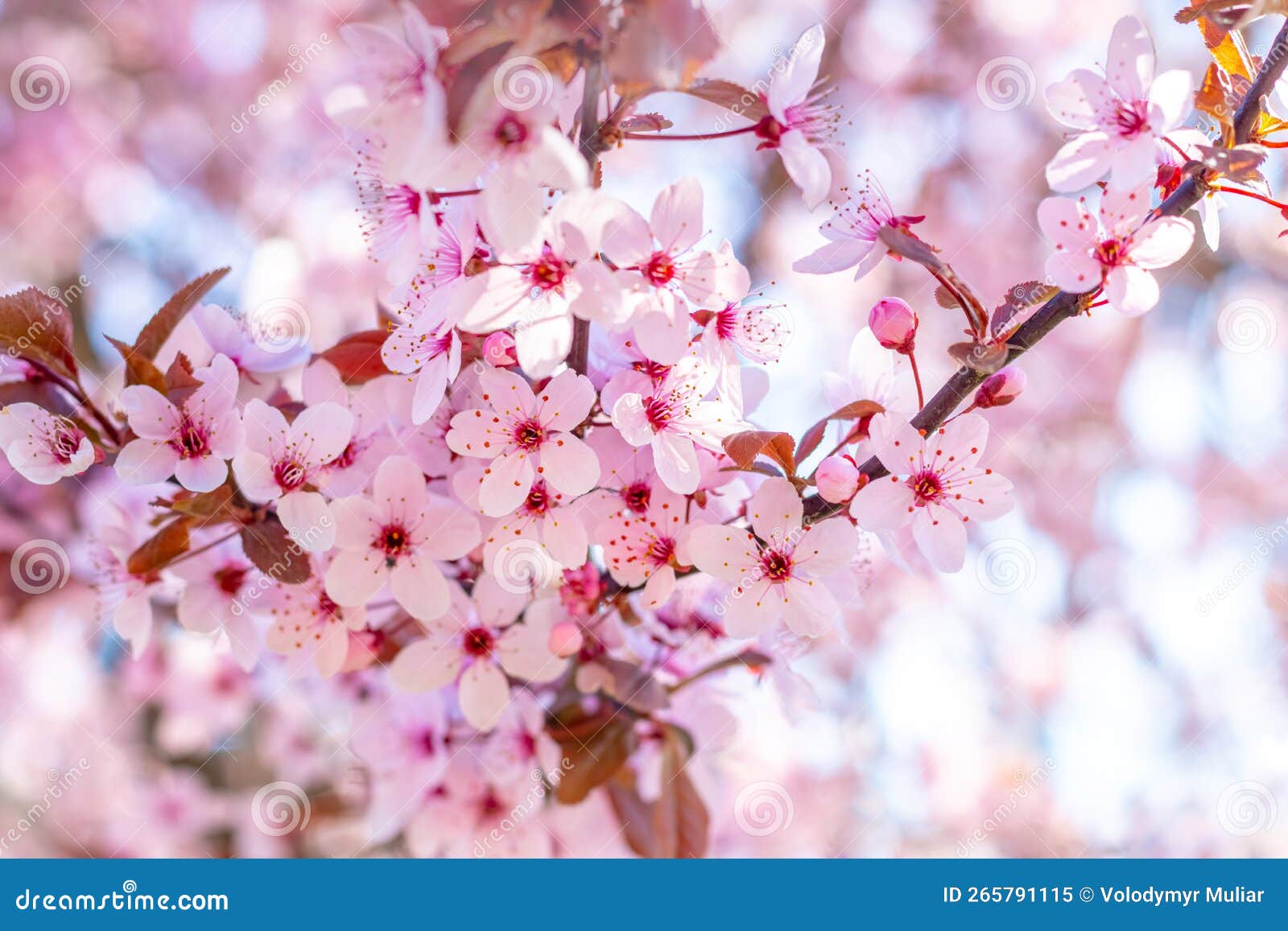 Sakura Blossoms. Pink Sakura Flowers on a Tree in Pink Tones Stock ...