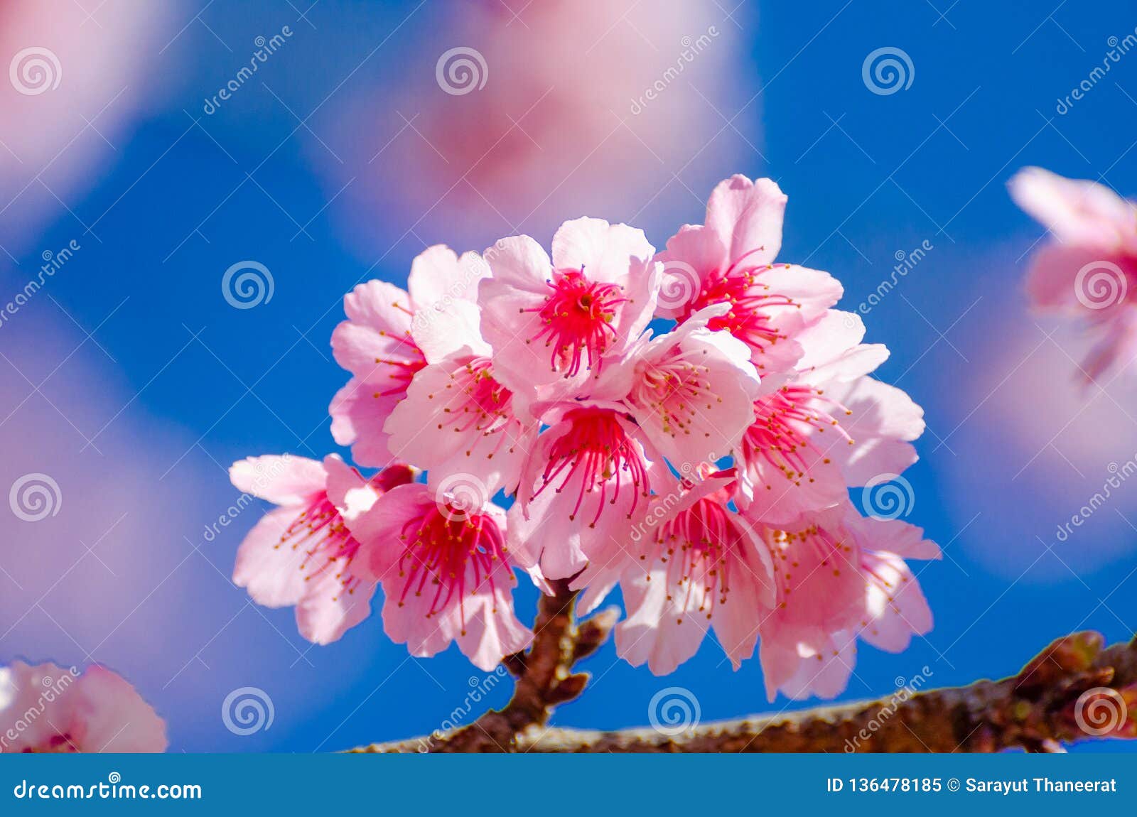 Sakura With Blue Sky Background Stock Photo | CartoonDealer.com #68521986