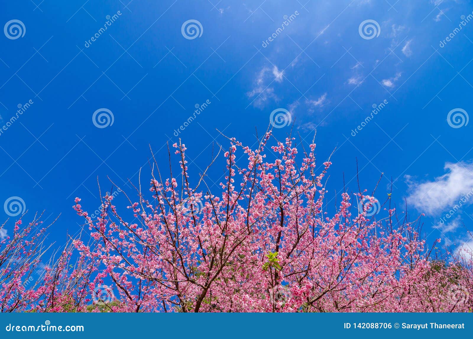 Sakura With Blue Sky Background Stock Photo | CartoonDealer.com #68521986