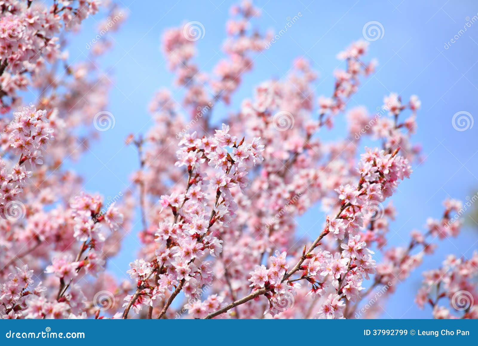 Sakura and blue sky stock image. Image of sunlight, garden - 37992799