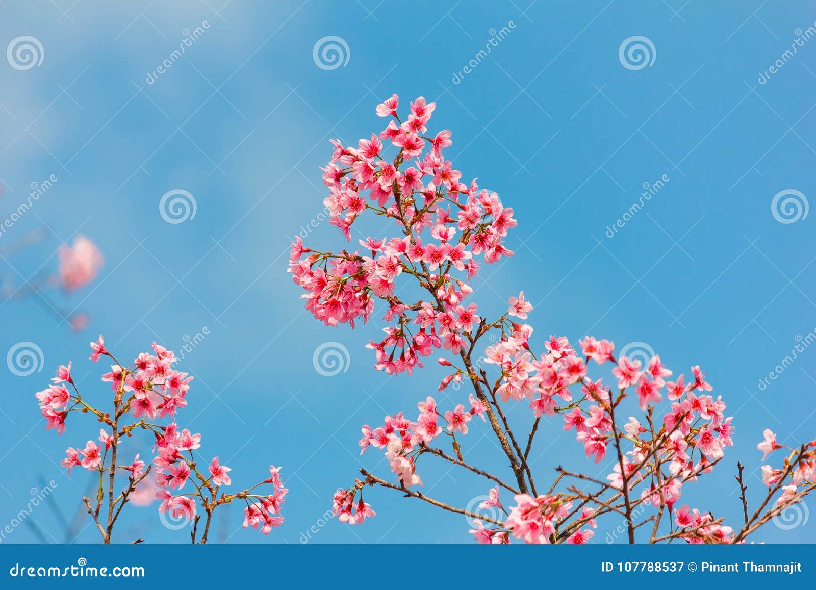 Sakura with blue sky. stock image. Image of closeup - 107788537