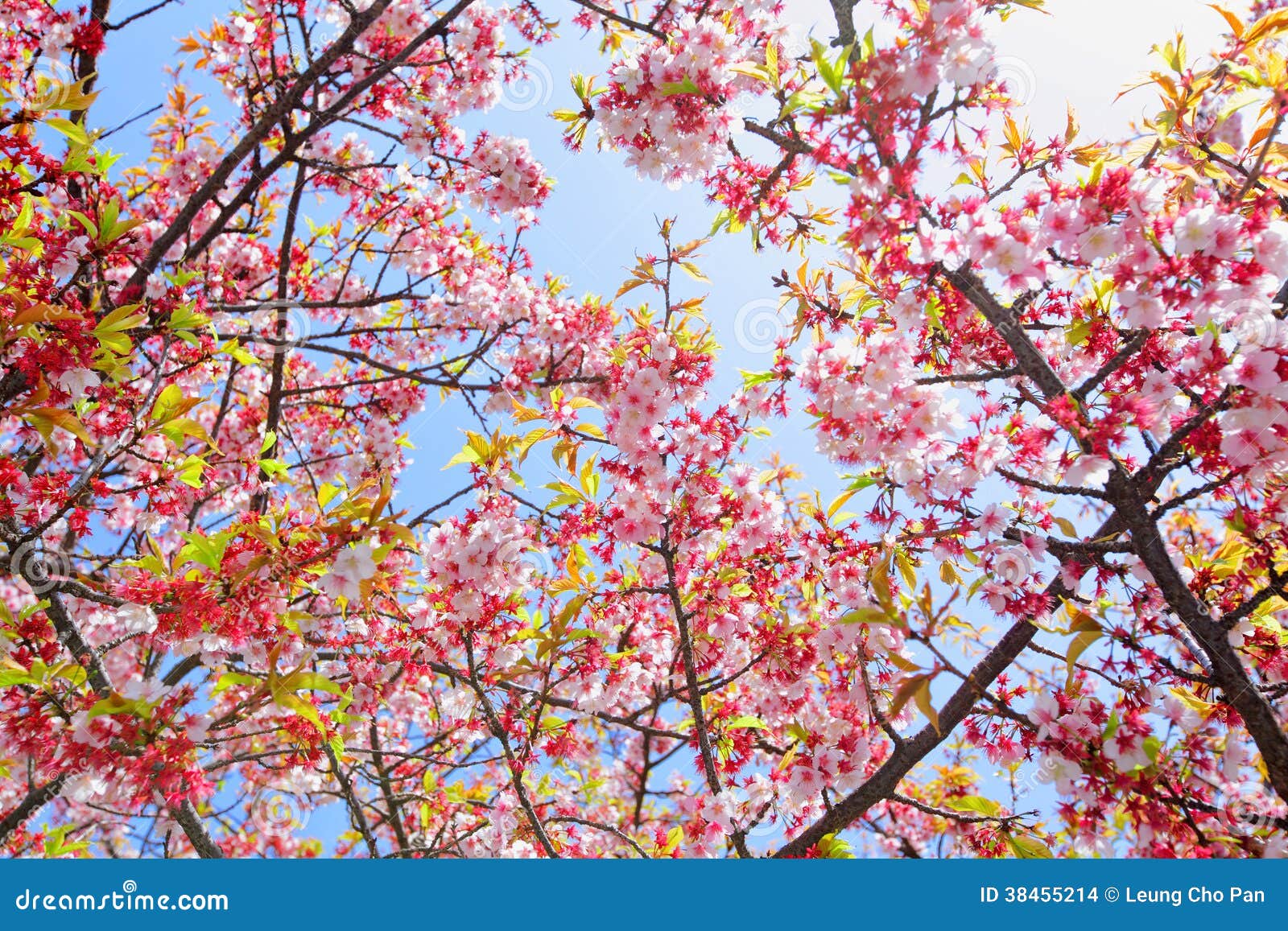 Sakura with blue sky stock photo. Image of beautiful - 38455214