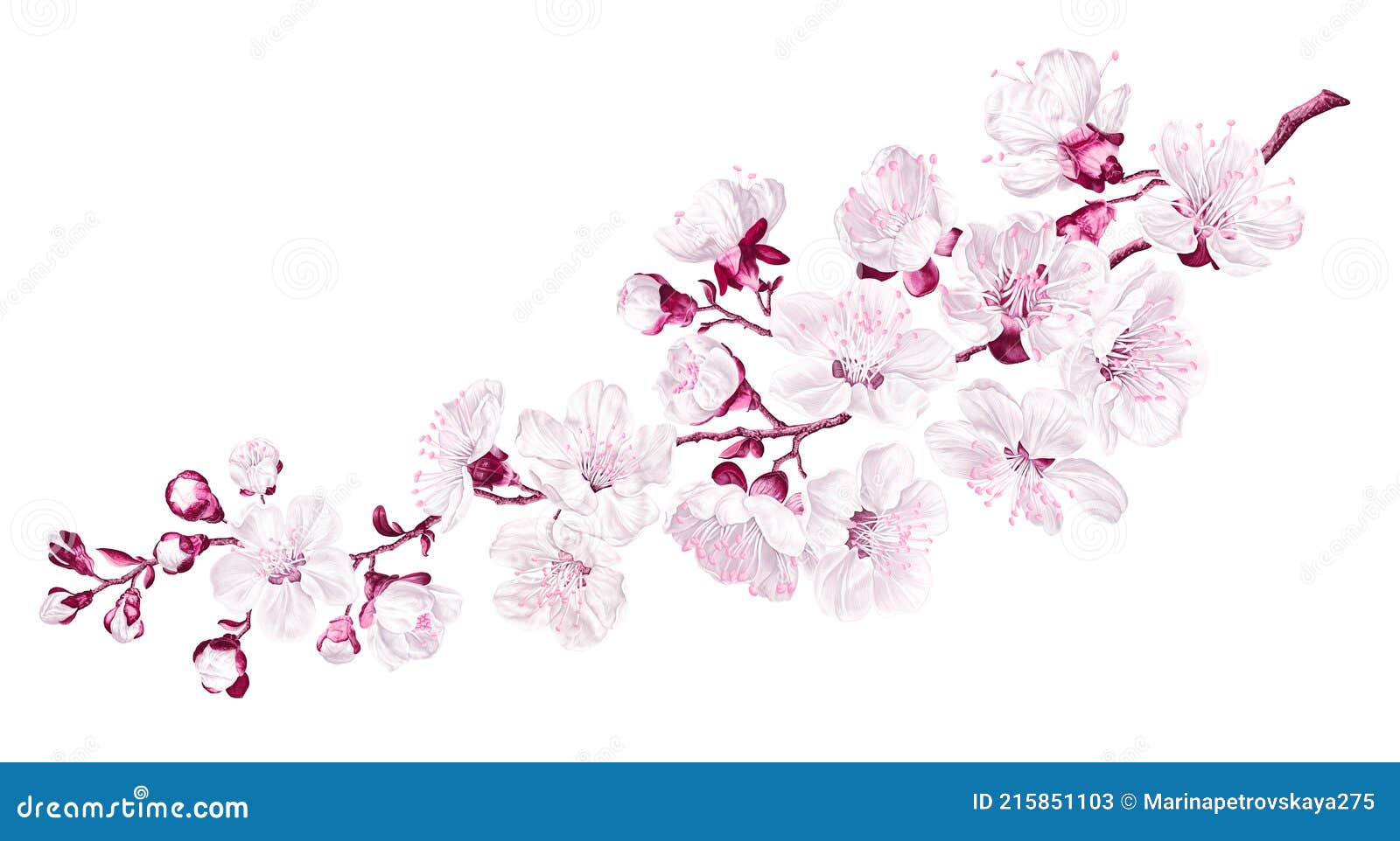 Big Vector Branch with Sakura Cherry Blossoms. Stock Vector ...
