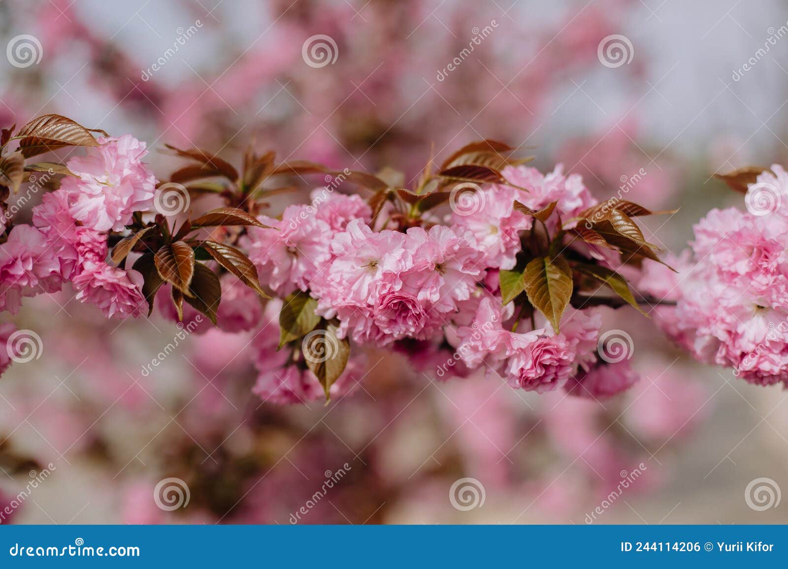 Sakura Branch on a Background of Pink Sakura during Flowering Stock ...