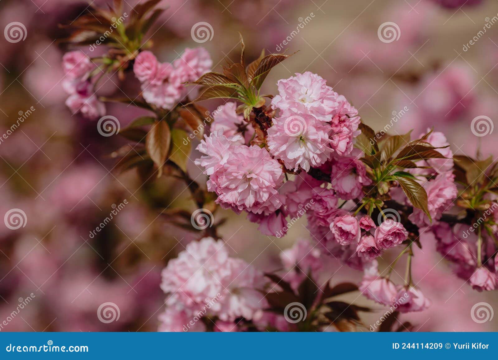 Sakura Branch on a Background of Pink Sakura during Flowering Stock ...