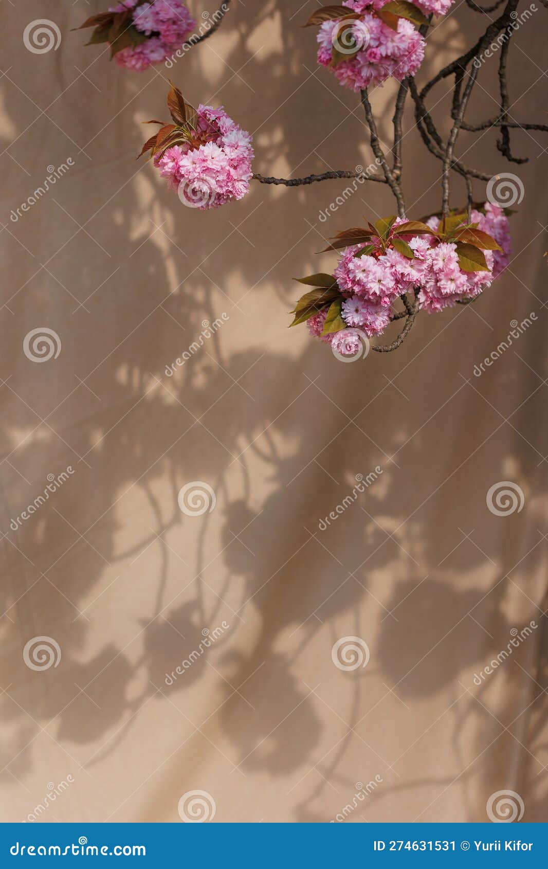 A Sakura Branch and a Beautiful Shadow from it on a Background of Beige ...