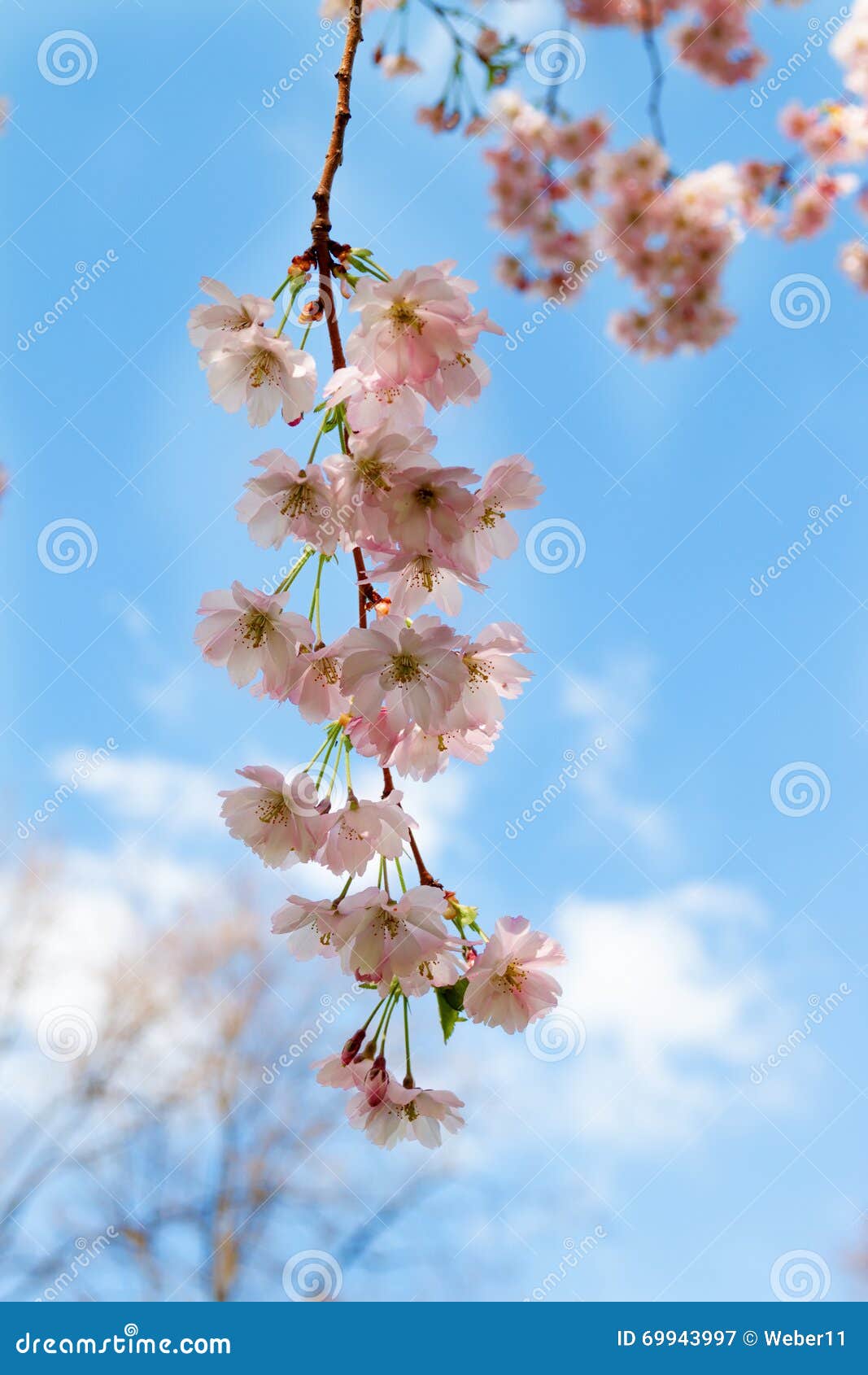 Sakura branch stock image. Image of gentle, branch, blossoming - 69943997
