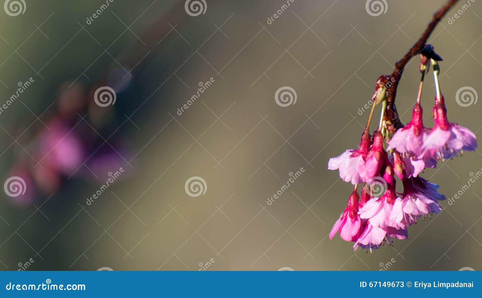 Sakura stock image. Image of branch, nature, outdoor - 67149673