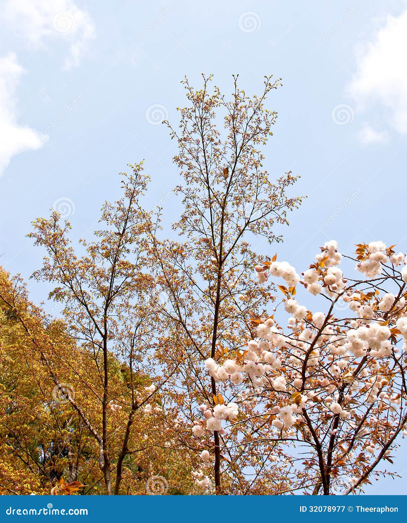 Sakura branch stock image. Image of romantic, ancient - 32078977
