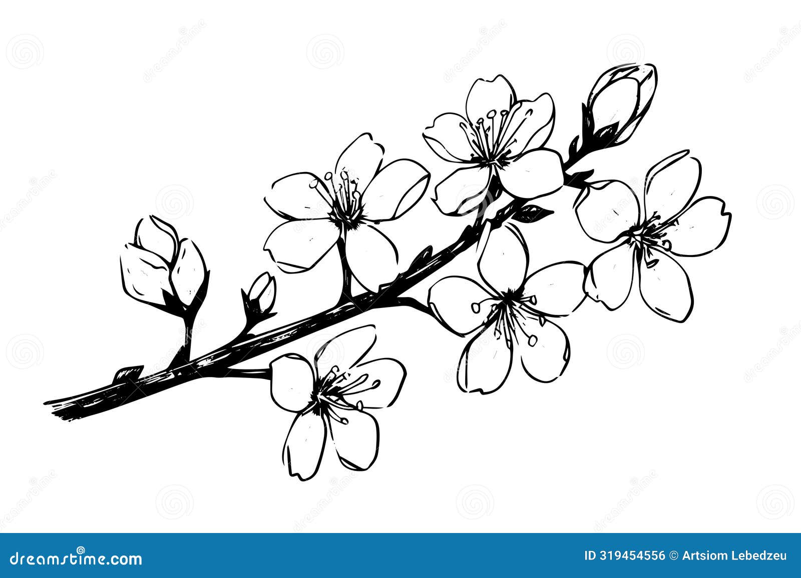 Sakura Branch Hand Drawn Ink Sketch. Engraved Style Vector Illustration ...