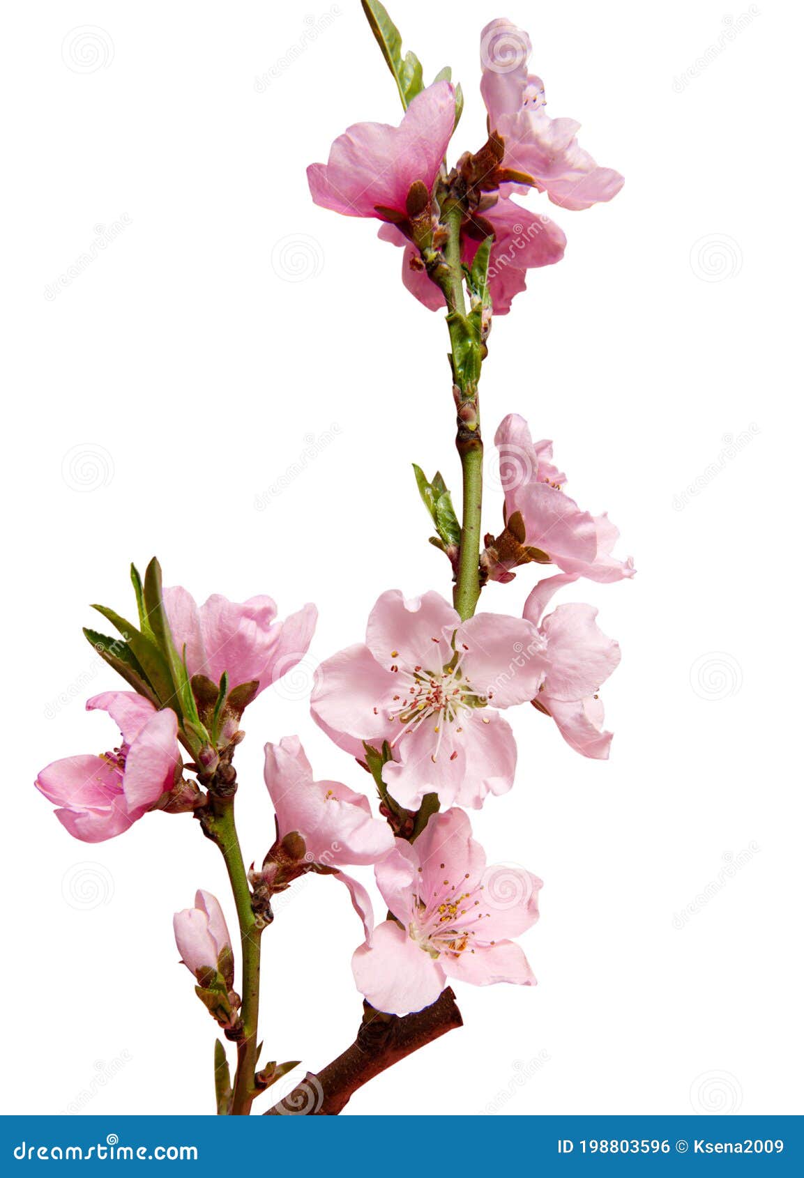 Sakura branch isolated stock photo. Image of blossoming - 198803596