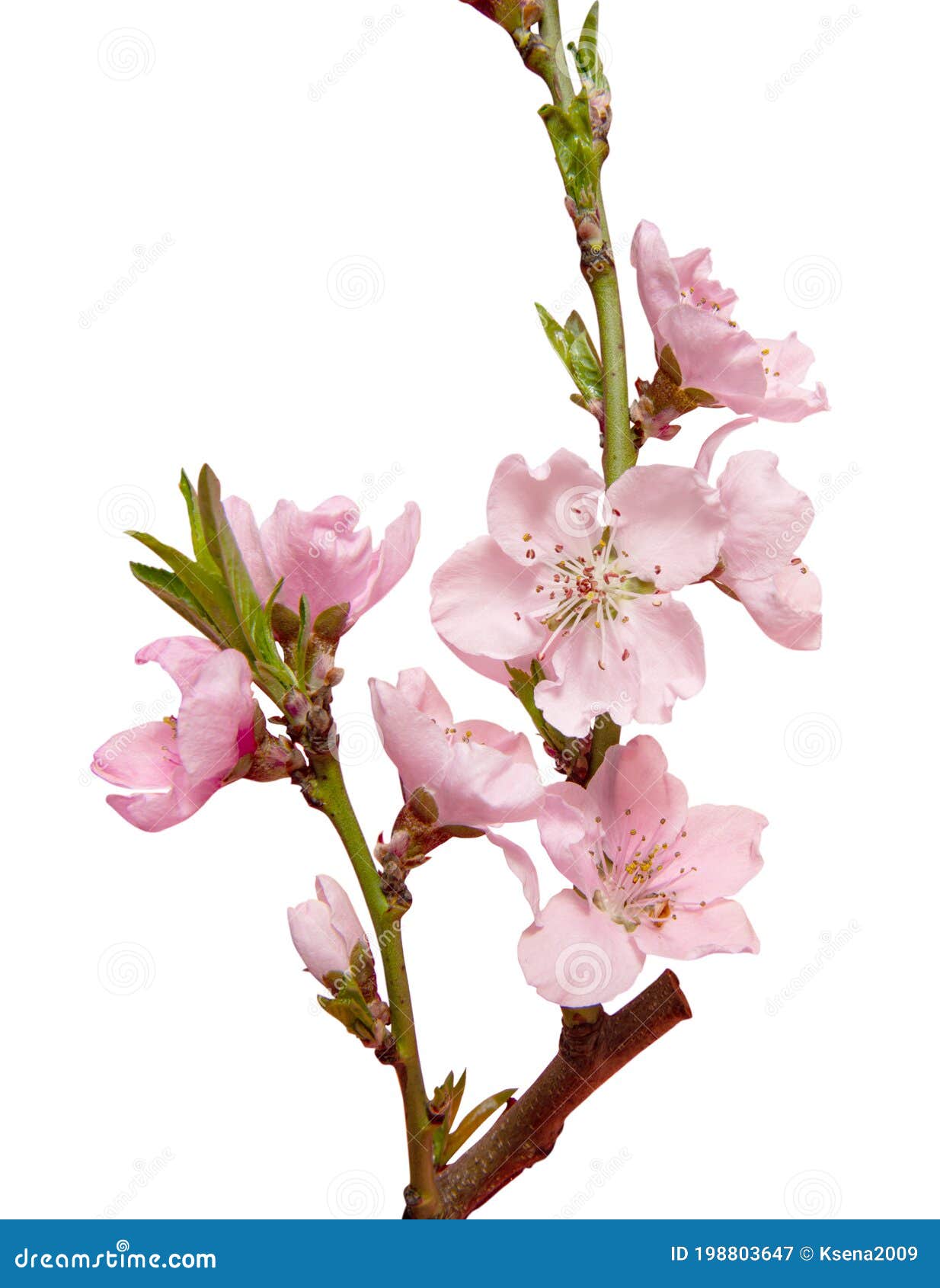 Sakura branch isolated stock image. Image of macro, background - 198803647