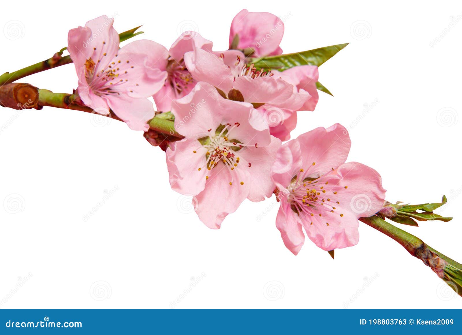 Sakura branch isolated stock image. Image of nature - 198803763