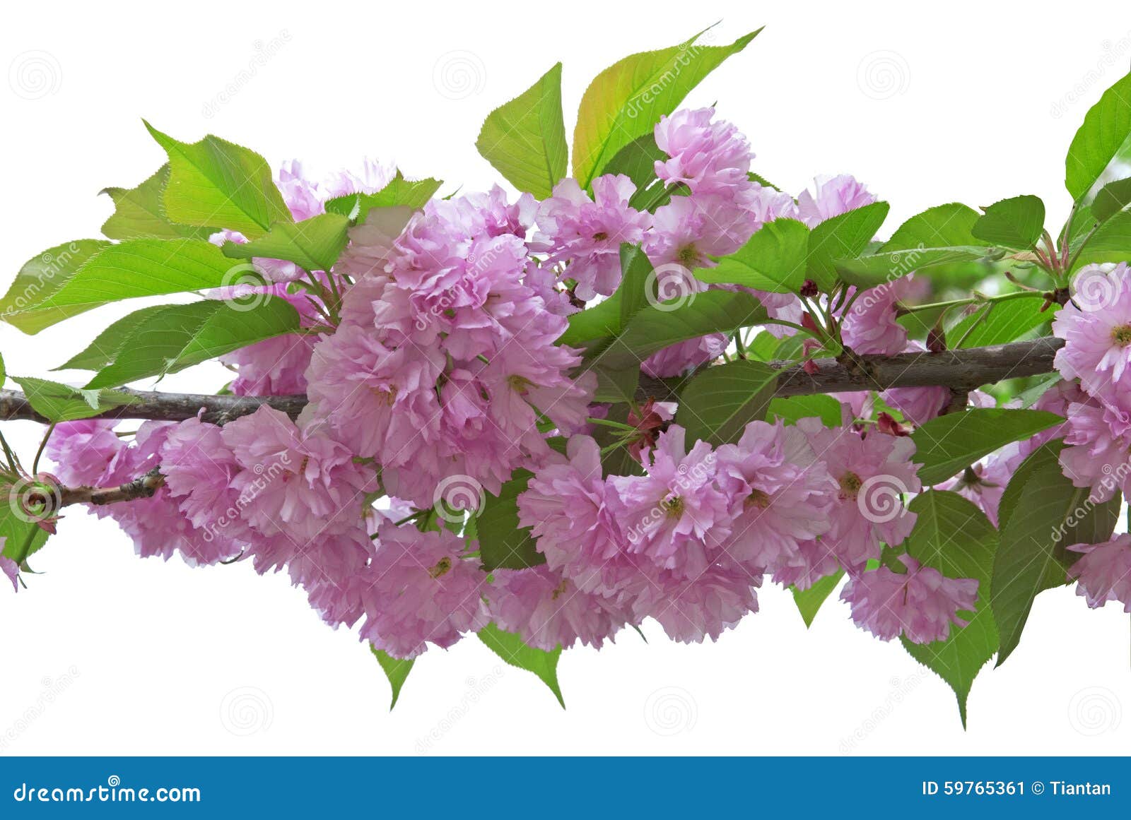 Sakura branch stock image. Image of flora, landscape - 59765361