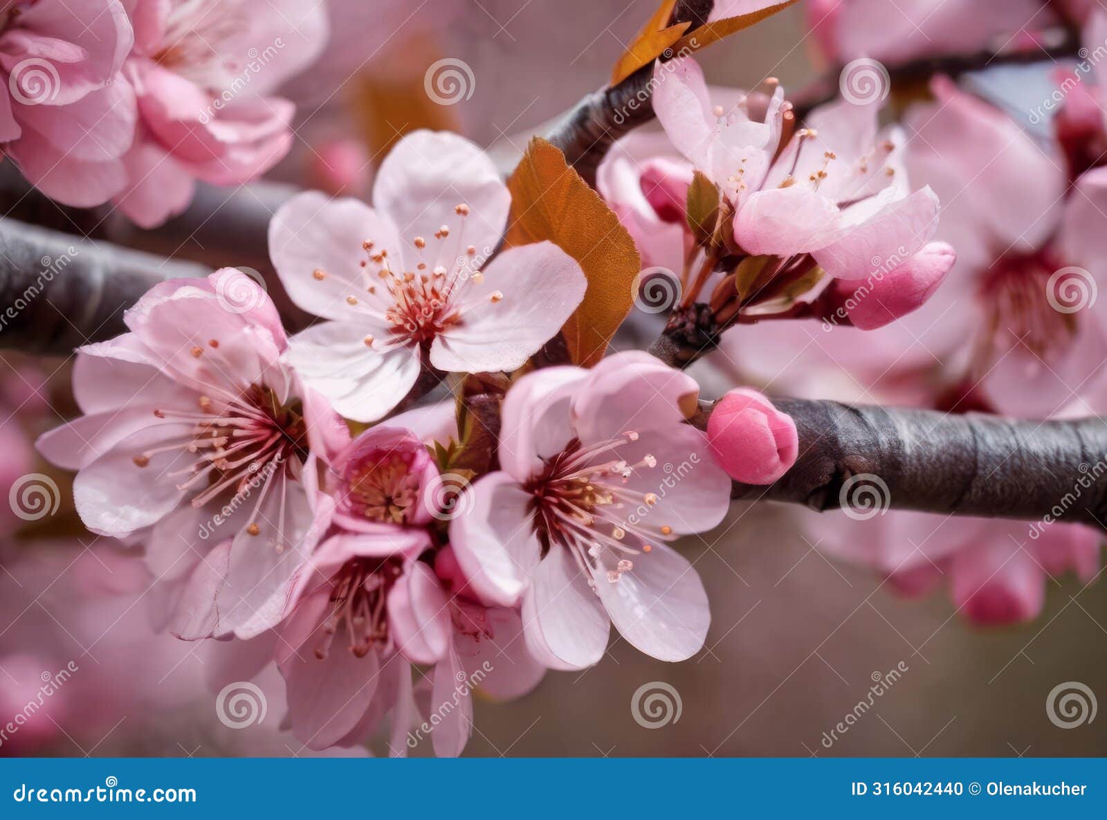 Sakura Branch in Springtime with Falling Petals and Blurred Transparent ...
