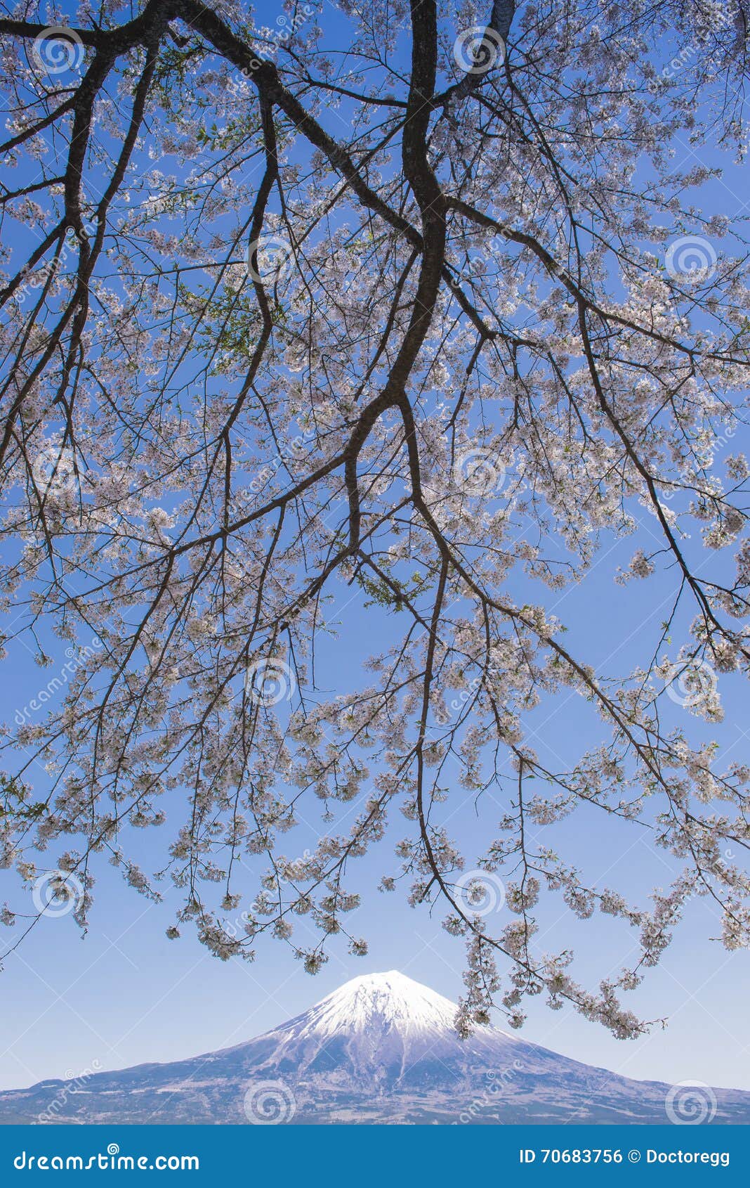 Sakura Branches and Sakura Tree at Lake Tanuki Stock Photo - Image of ...
