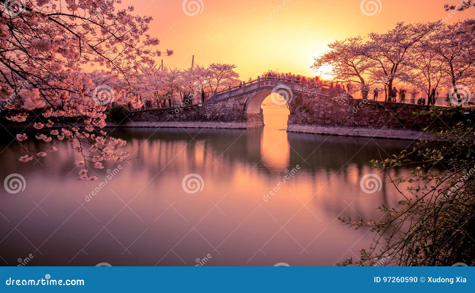 Sakura and bridge stock photo. Image of nature, tree - 97260590