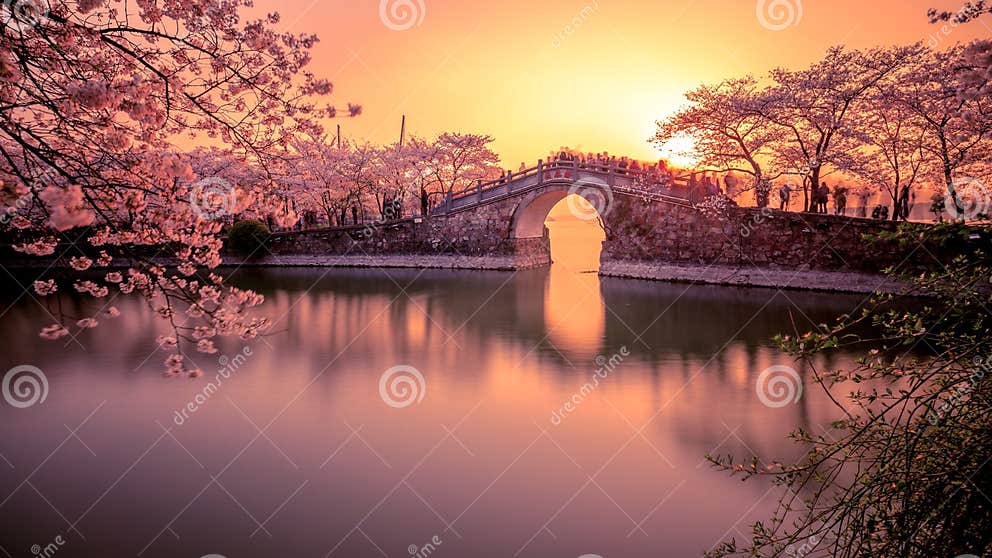 Sakura and bridge stock photo. Image of nature, tree - 97260590