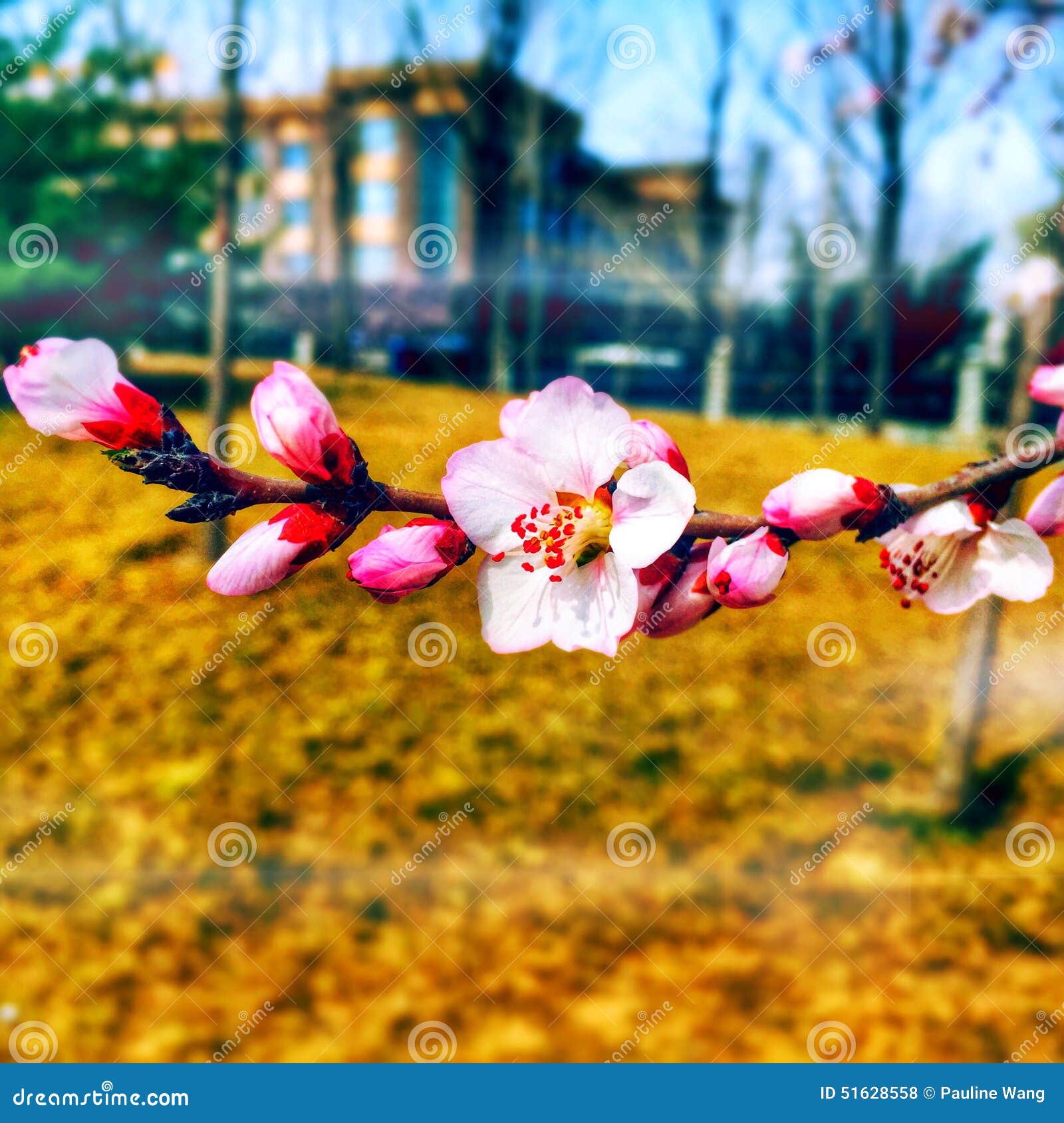 Sakura stock photo. Image of stamen, gorgeous, flower - 51628558