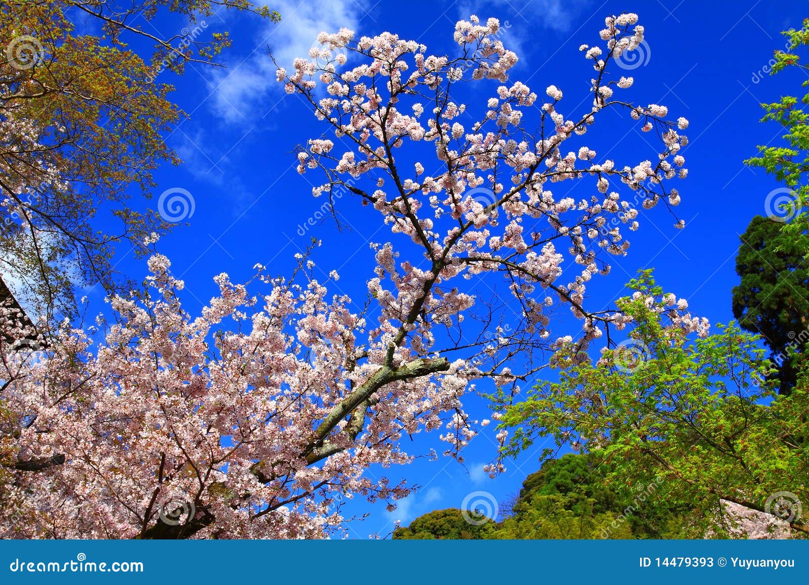 Sakura, cherry blossom stock image. Image of blue, blossom - 14479393